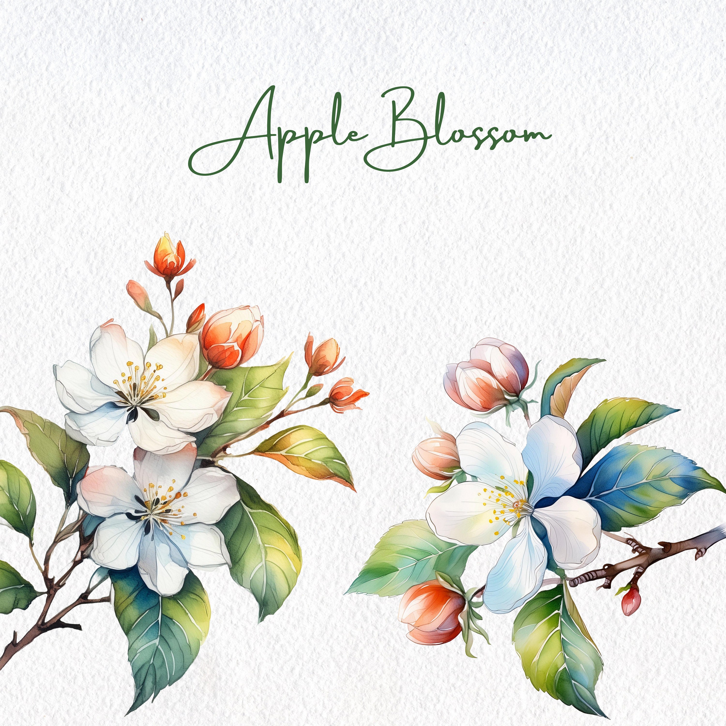 Apple Blossom Clipart, Watercolor Clipart, Spring Garden Clipart ...