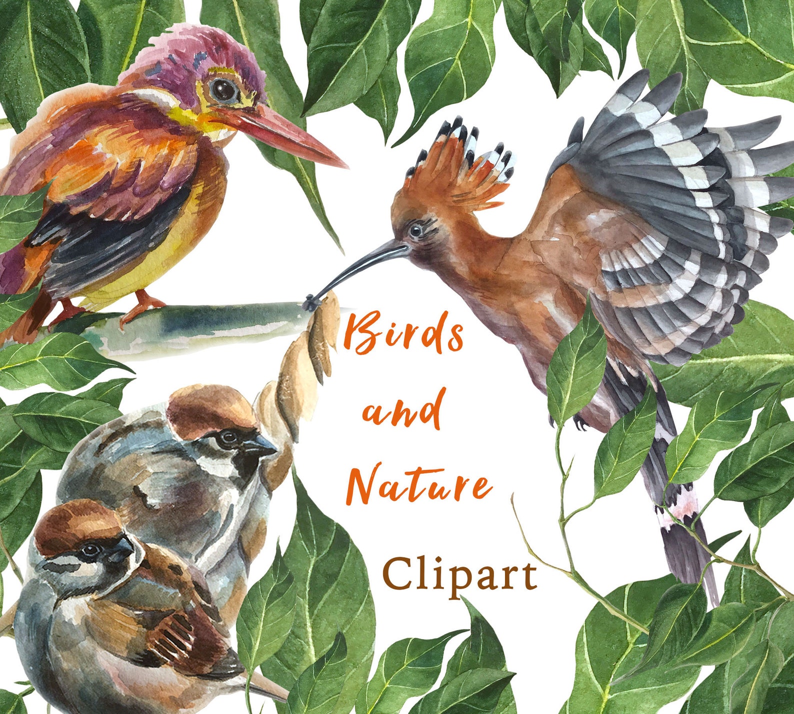 Birds and Nature Clipart Birds Clipart Exotic Clipart Set | Etsy