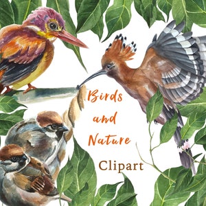 Birds and Nature Clipart Birds Clipart Exotic Clipart Set | Etsy