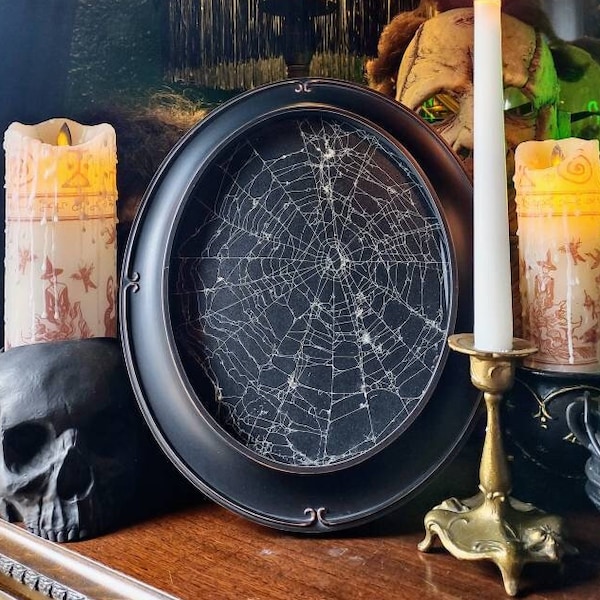 Real Preserved Spider Web - Etsy