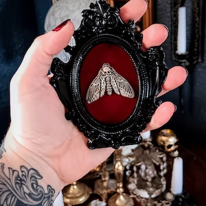 Death Head Moth in Baroque Frame, Halloween, Macabre, Taxidermy ...