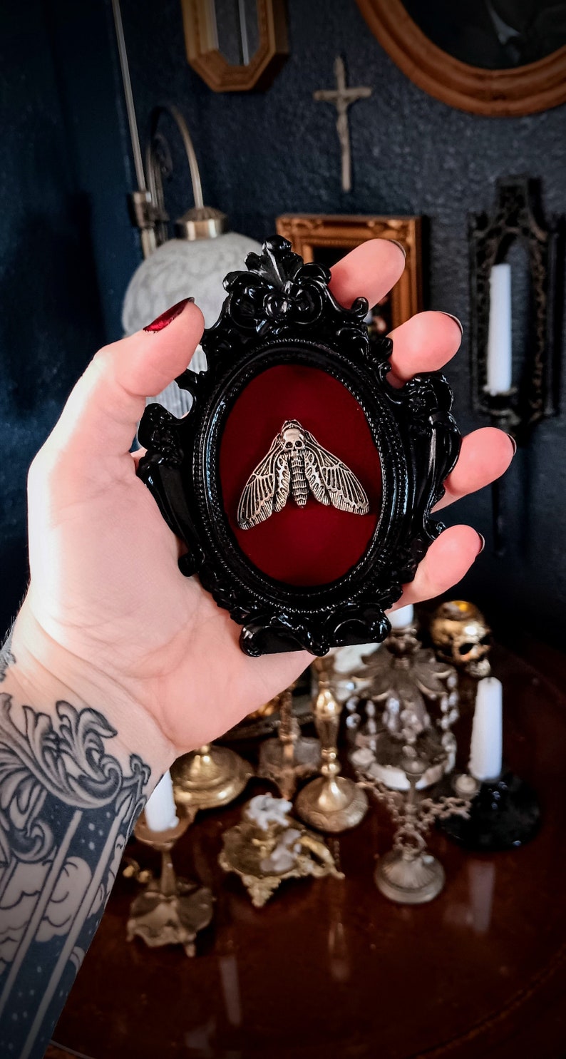 Death Head Moth in Baroque Frame, Halloween, Macabre, Taxidermy ...
