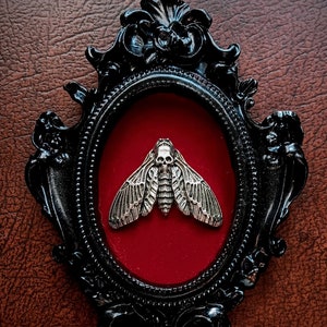 Death Head Moth in Baroque Frame, Halloween, Macabre, Taxidermy ...