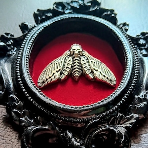 Death Head Moth in Baroque Frame, Halloween, Macabre, Taxidermy ...