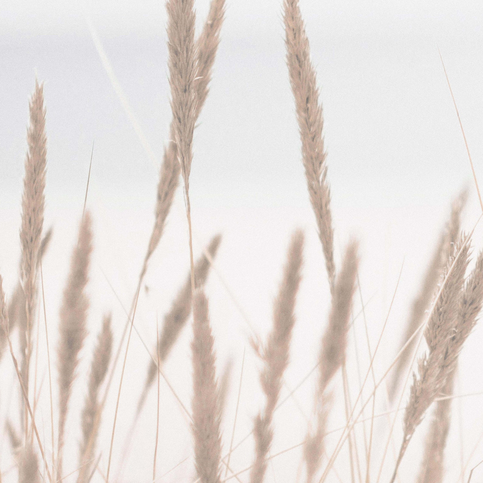 Beach Print Set of 2 Dried Grass Two Piece Coastal Poster | Etsy