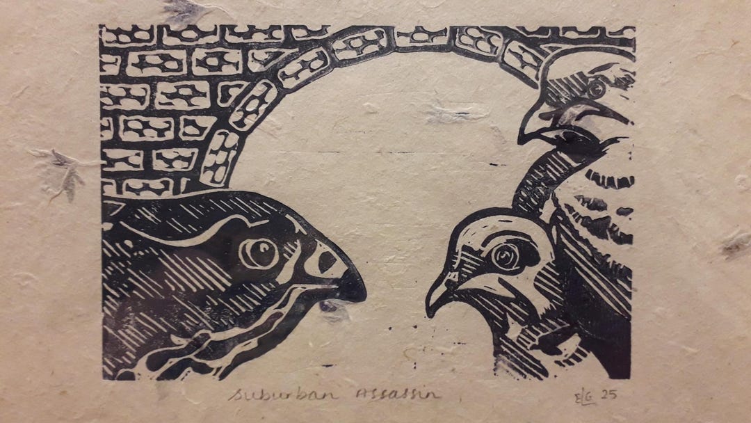 Suburban Assassin Original Lino Cut Print, Sparrowhawk, Collared Doves ...