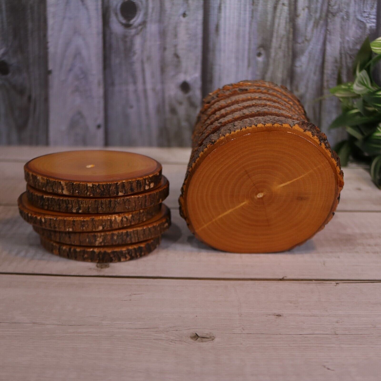 Vintage Log Slice Coasters in Log Holder Live Edge Tree Bark Unique - Etsy