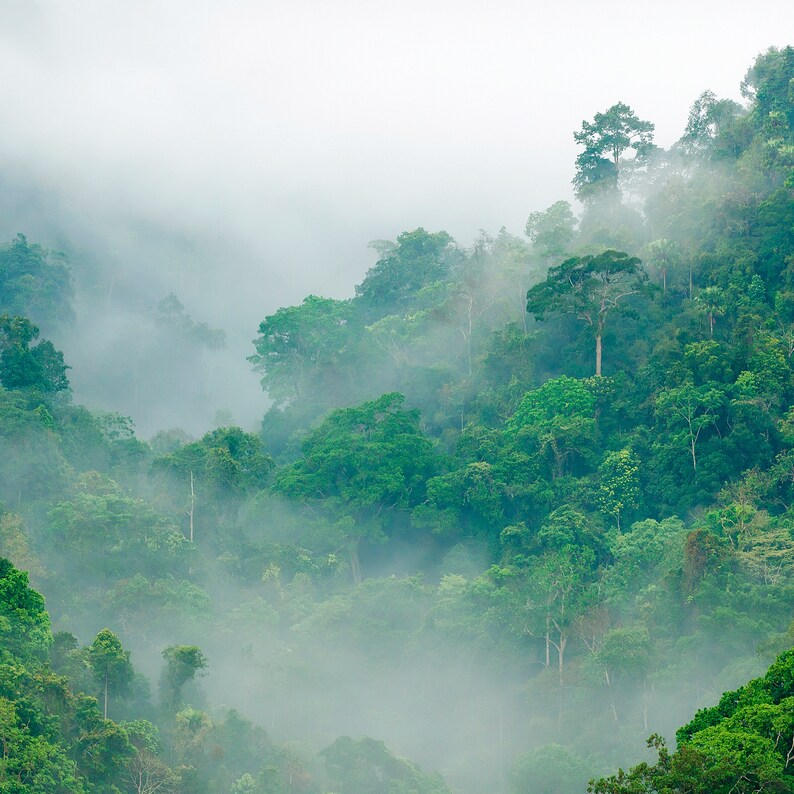 MURAL Wallpaper Forest in the FOG Green Wall Boho - Etsy