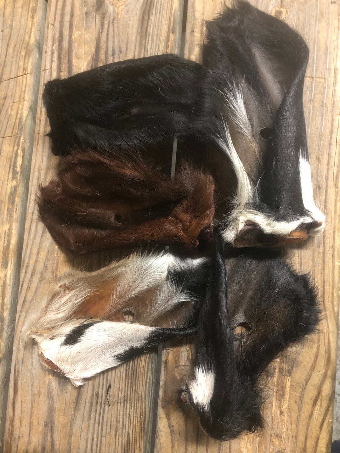 Beef Cow Ears, 10 Pack, Hair on Treats Chews Bone Cow Ear - Etsy