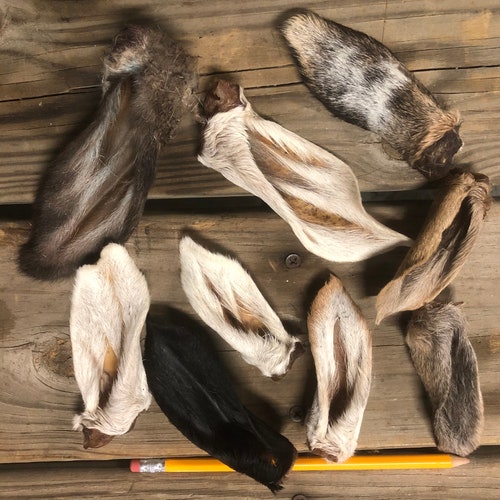 Rabbit Feet Dehydrated 5 Pack Hair on Treats Chews Bone Ear - Etsy