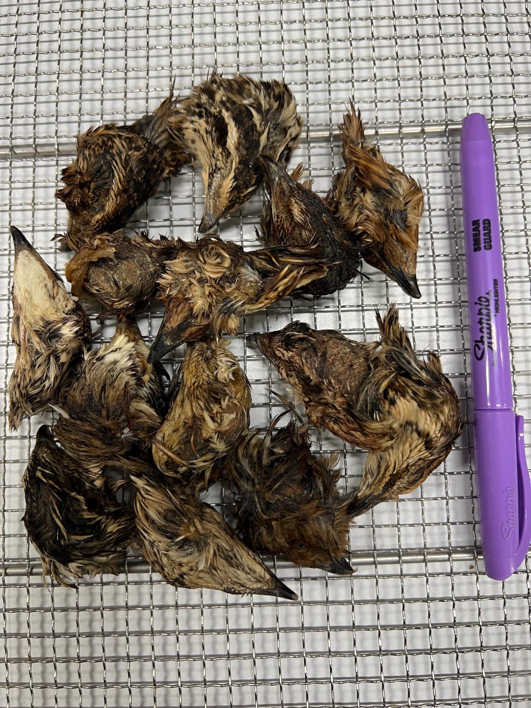 Quail Heads Whole, Dehydrated All-natural Pet Candy Treat - Etsy