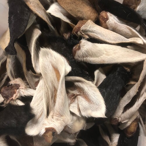 Rabbit Feet Dehydrated 5 Pack Hair on Treats Chews Bone Ear - Etsy