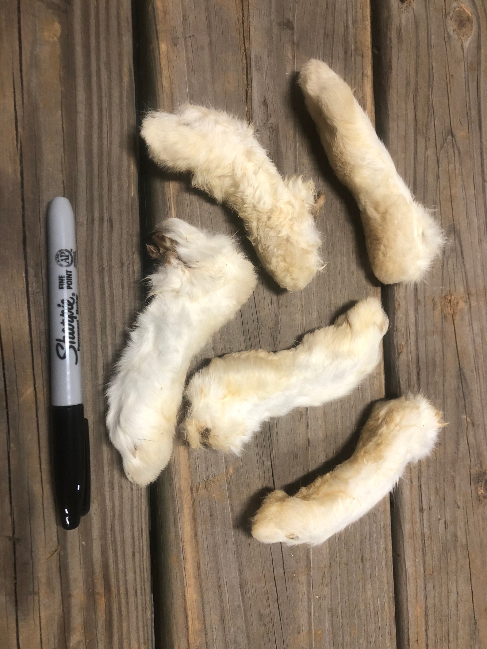 Rabbit Feet Dehydrated 5 Pack Hair on Treats Chews Bone Ear - Etsy