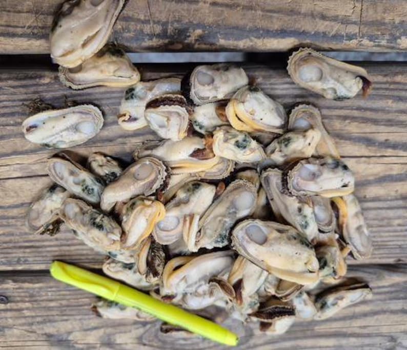 MUSSEL Green Lipped New Zealand Mussels 10 Oz Bag - Etsy Australia