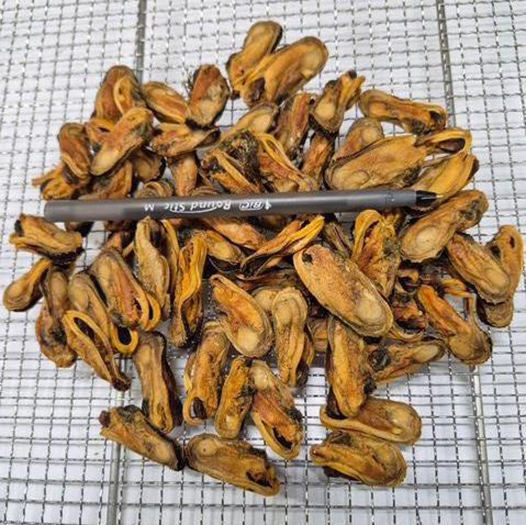 MUSSELS Green Lipped 4 Oz Bag New Zealand Mussels - Etsy