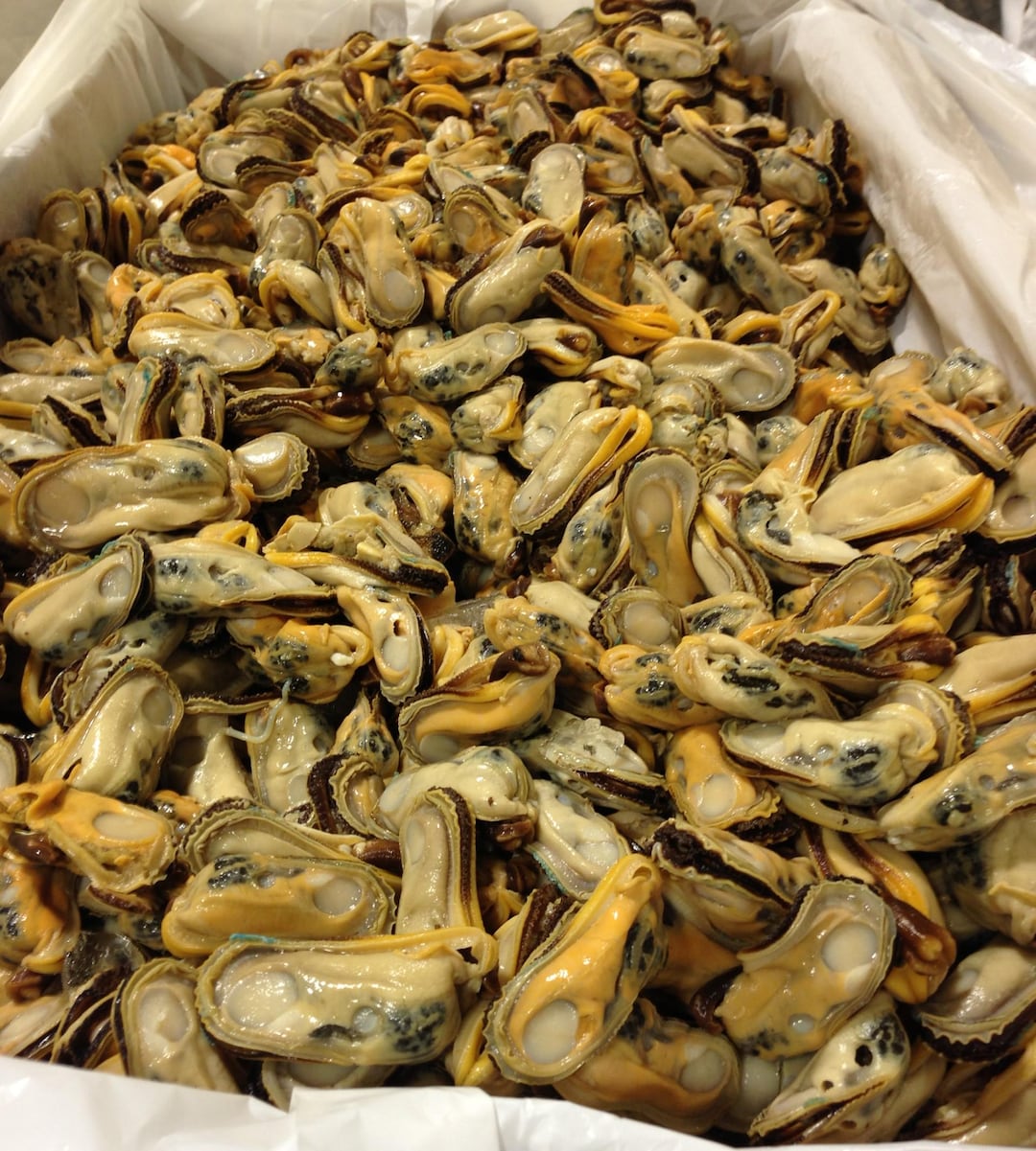 MUSSEL Green Lipped New Zealand Mussels 10 Oz Bag - Etsy
