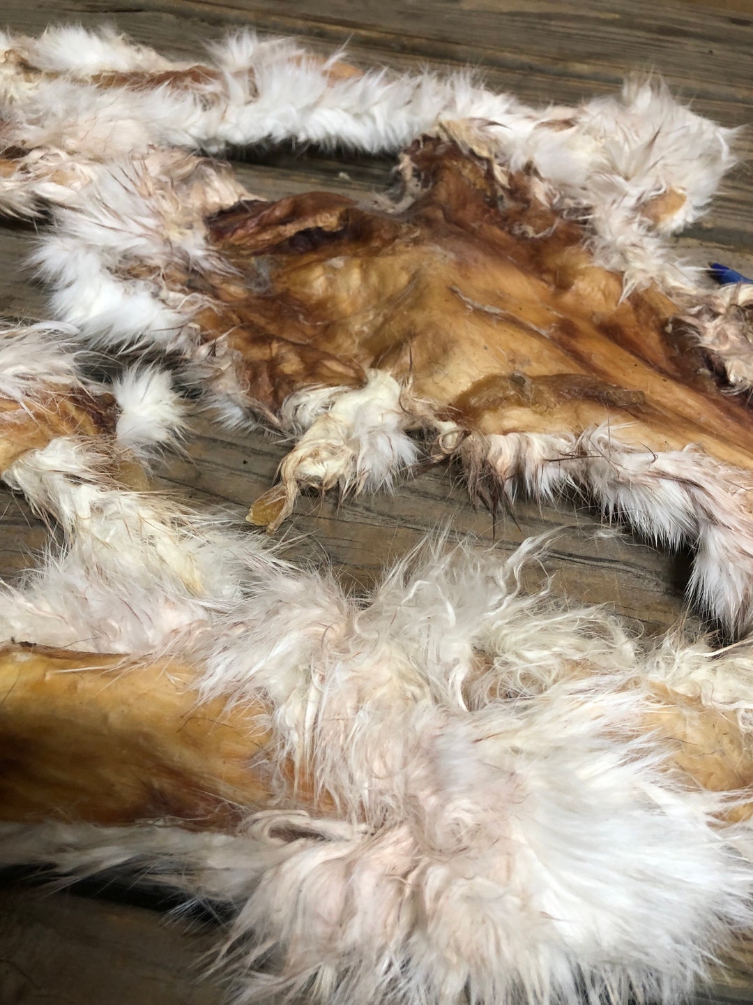 Rabbit Hide Pelt, Skin With Fur Dehydrated, Rabbit Hide Chew Hair on ...