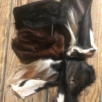 Doberman Ear Posting Brace - Etsy