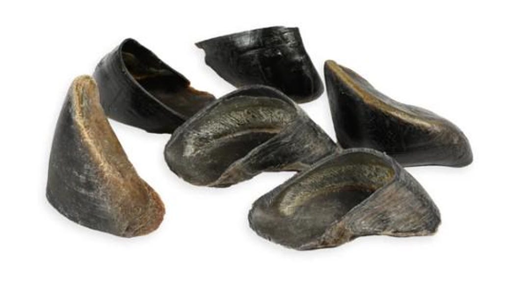 Beef Hoof, 25 Bulk Pack, Hard Treats Chews Bone Cow Hoof - Etsy