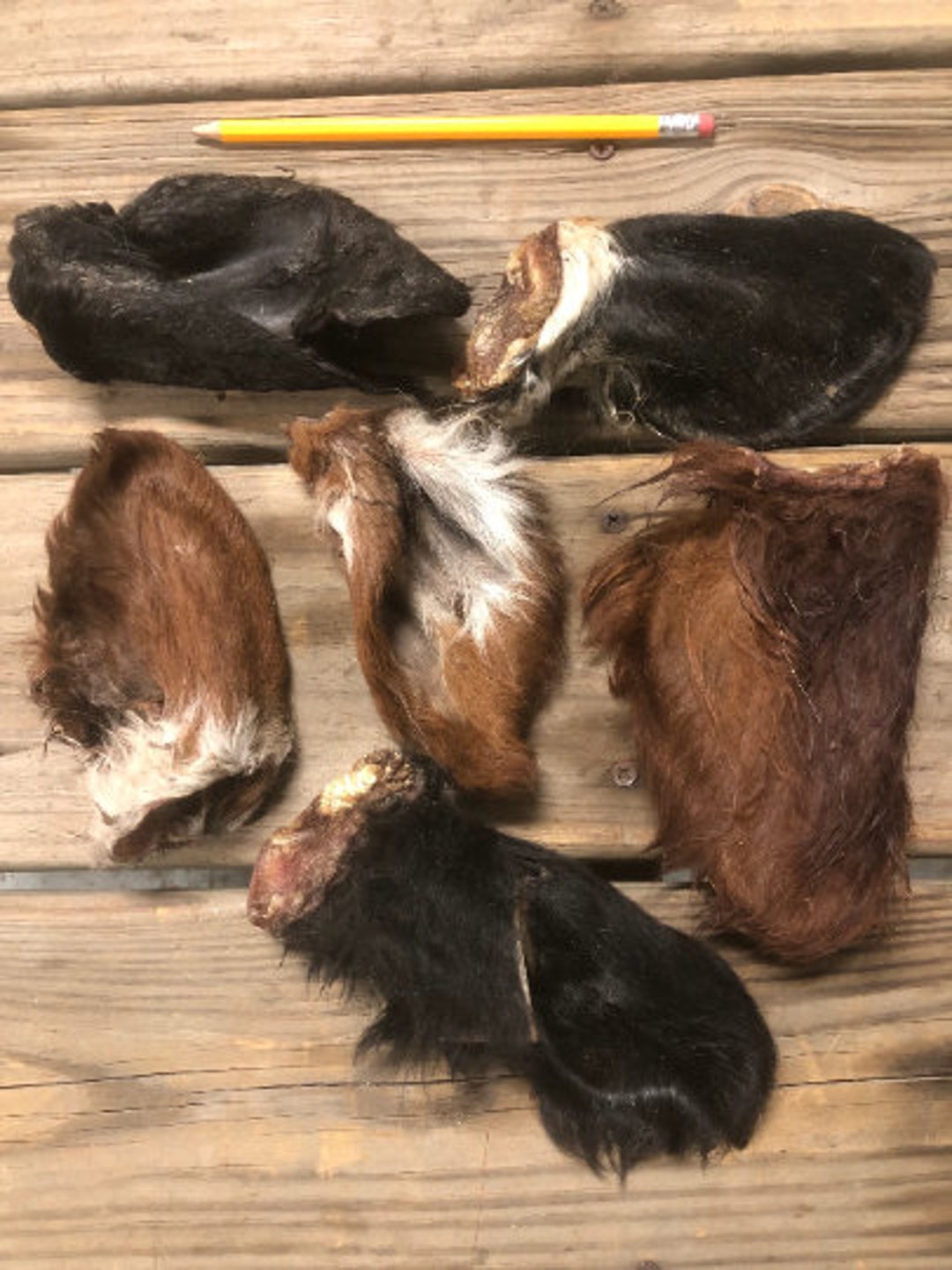 Beef Dehydrated Ears, 25 Pack, Hair on Treats Chews Bone Cow Ear - Etsy