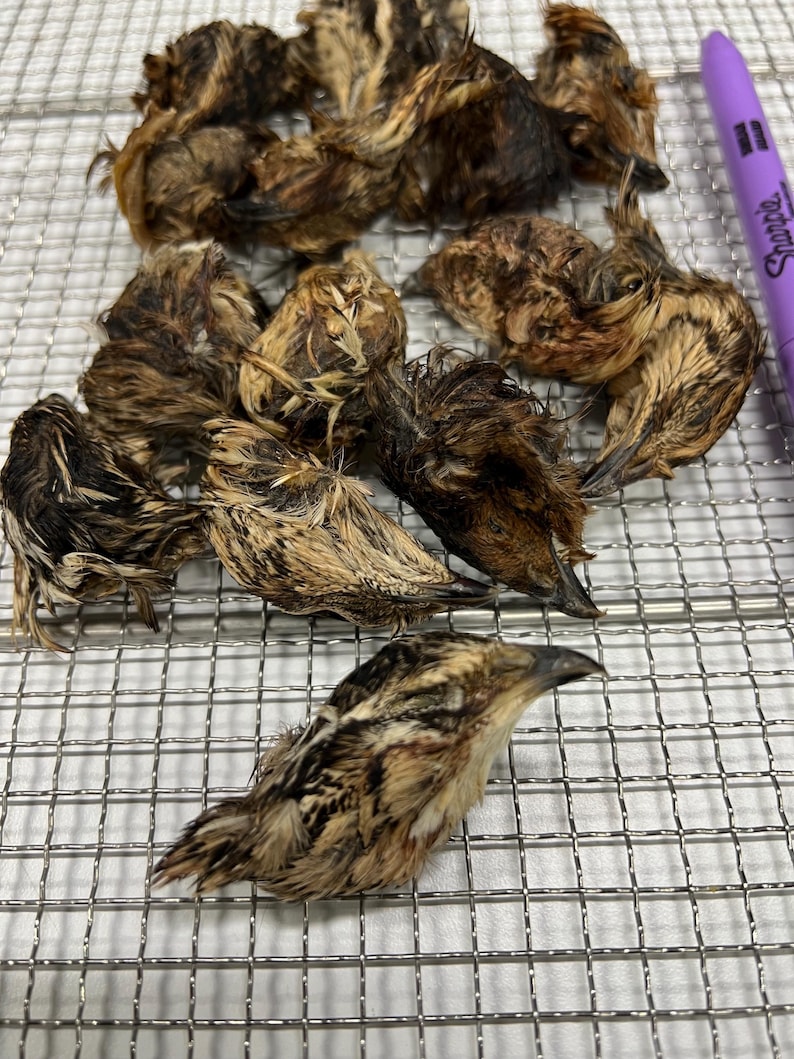 Quail Heads Whole, Dehydrated All-natural Pet Candy Treat - Etsy