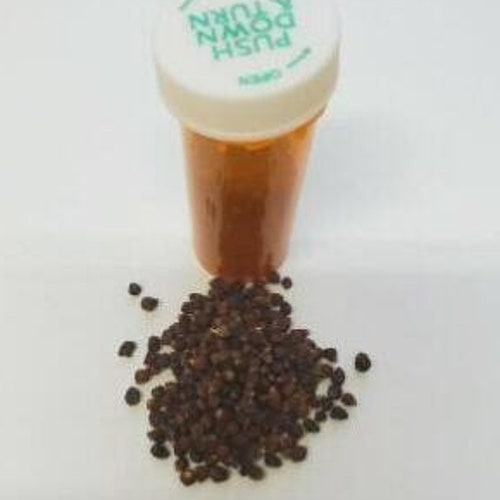 Pimienta De Guinea Paradise Seed Atare Santeria Osha Ifa | Etsy