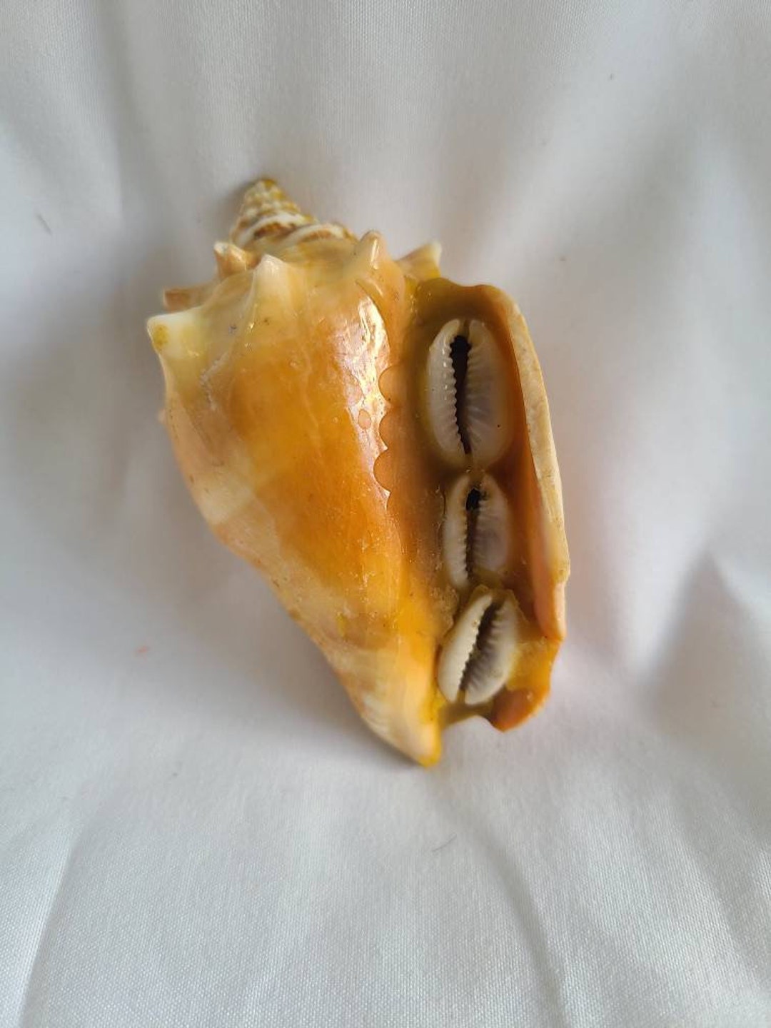 Amuleto De Caracacol Concha Salud Buena Suerte, Good Luck Charm ...