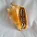 Amuleto De Caracacol Concha Salud Buena Suerte, Good Luck Charm ...