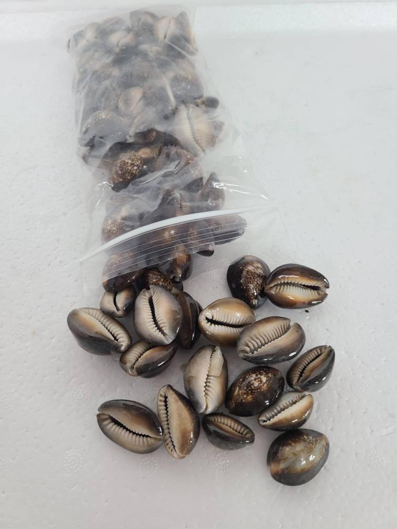 Caracoles Ojo De Tiger Shells Aye Ochun Santeria Osha Caracol - Etsy