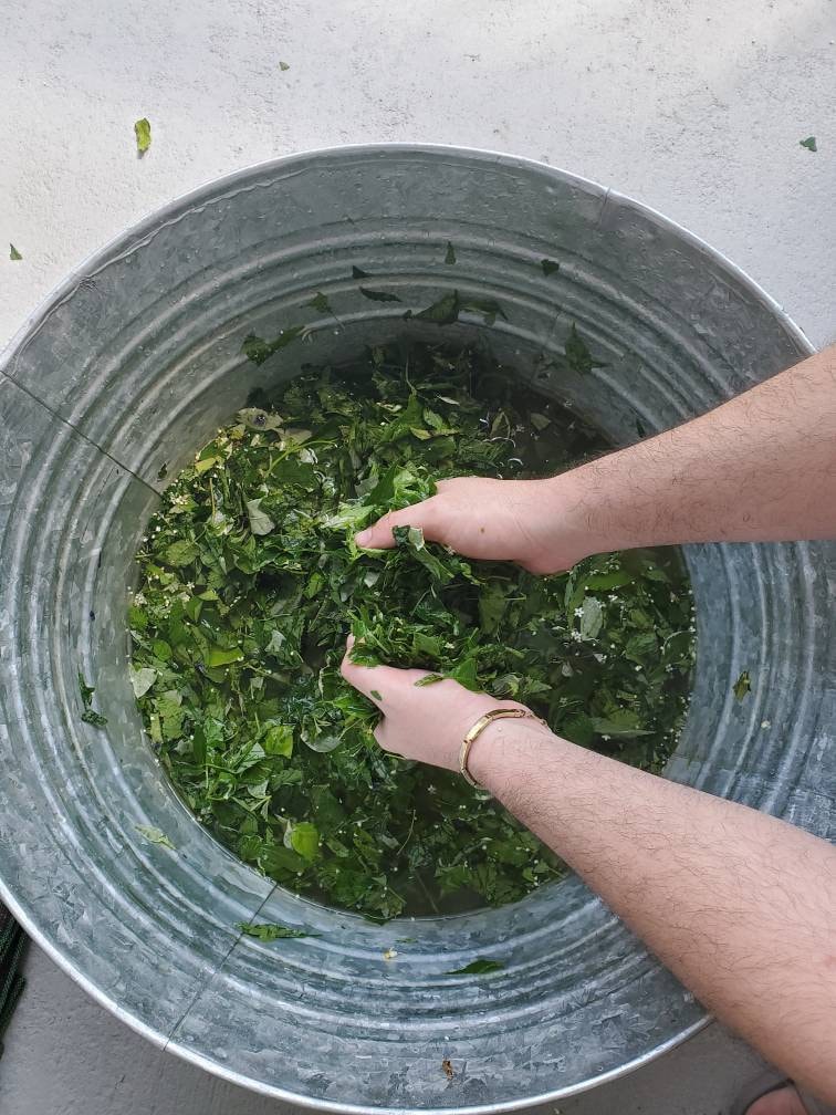 Omiero Umiero De Ochun With 5 Herbs Santeria Osha Palo Egun Ifa Orisha ...