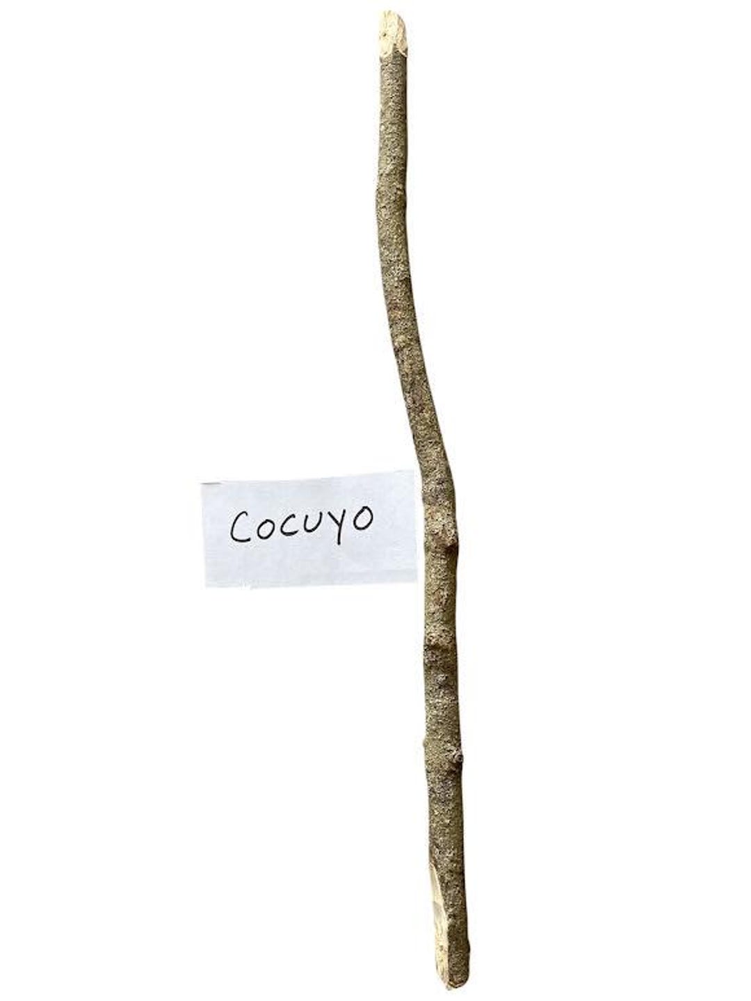 Palo COCUYO Santeria Palo Prenda Ifa Caldero - Etsy