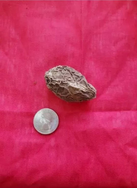 Obi Edun Ashe Santeria Osha Santo Ifa Palo | Etsy