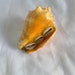 Amuleto De Caracacol Concha Salud Buena Suerte, Good Luck Charm ...