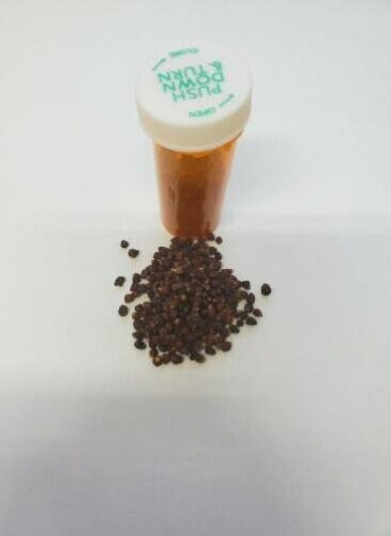 Pimienta De Guinea Paradise Seed Atare Santeria Osha Ifa | Etsy