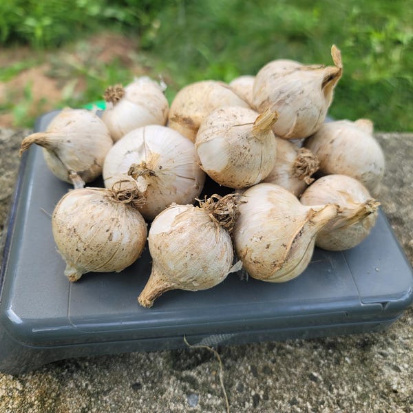 Solo Garlic - Etsy