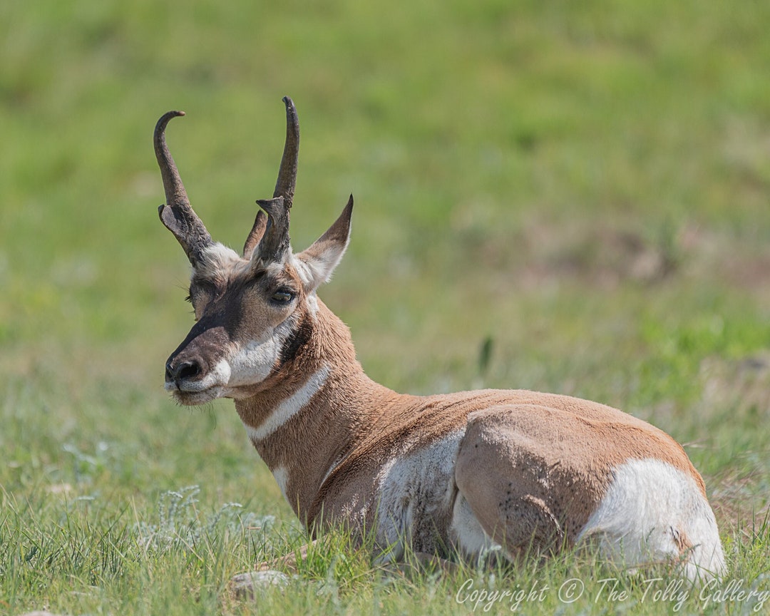 Pronghorn Antelope, Male Antelope, Great Plains Art, American Big Game ...