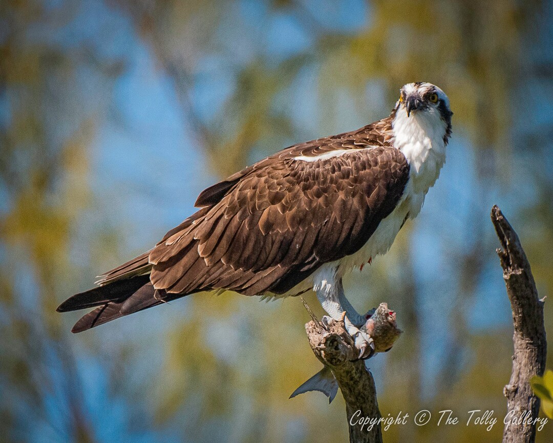 Osprey Hawk Print, Bird Photography, Nature Photography, Wildlife Fine ...