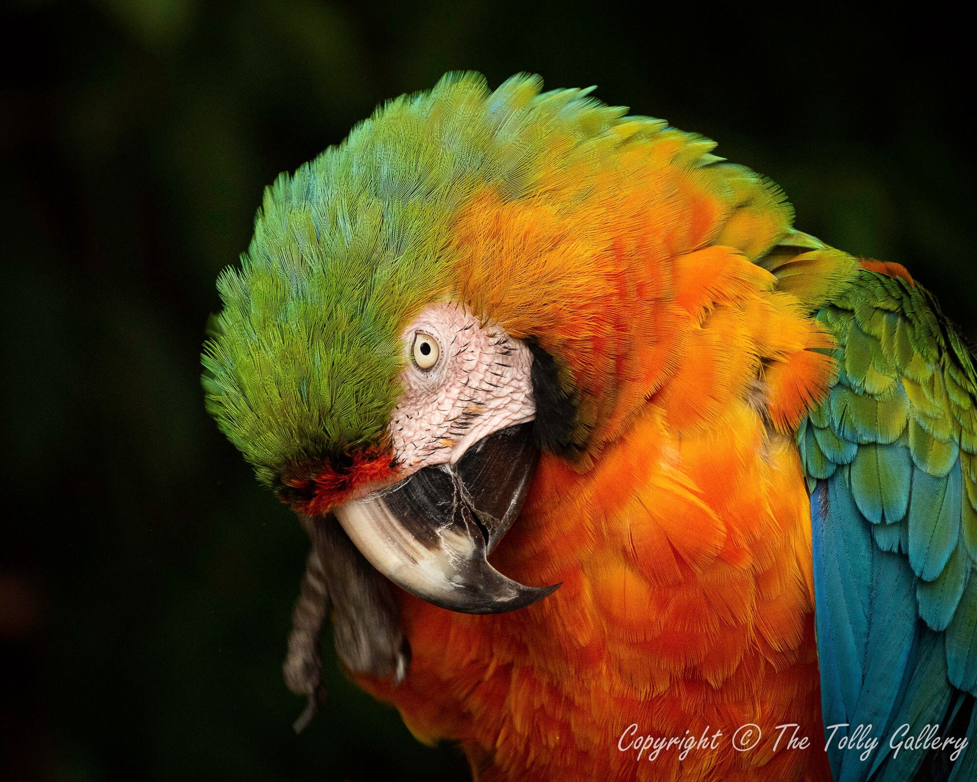 Orange Macaw