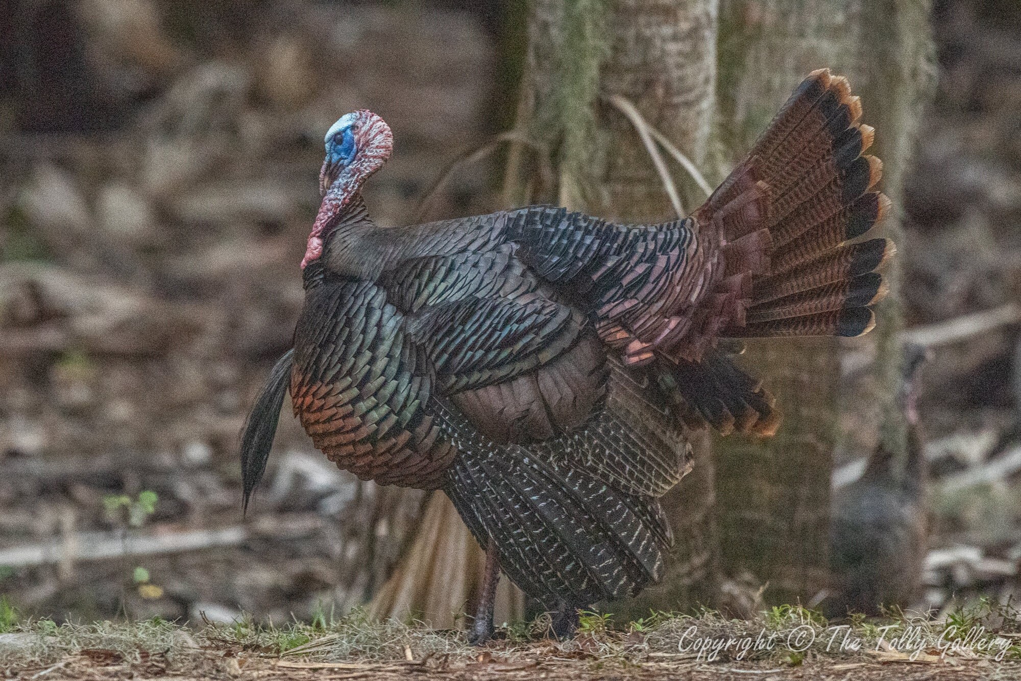 Eastern Wild Turkey, Wild Turkey Photo Print, American Game Bird Print ...