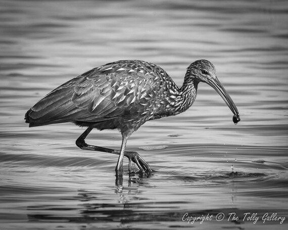 Limpkin Bird Photo Black and White Bird Photography Wading | Etsy