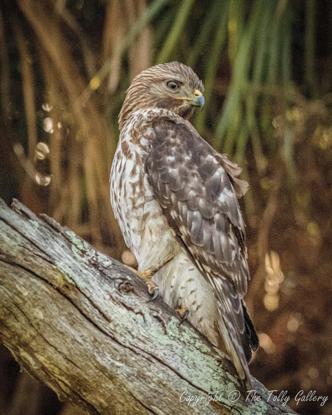 Red Shouldered Hawk Print Bird Photography Nature - Etsy