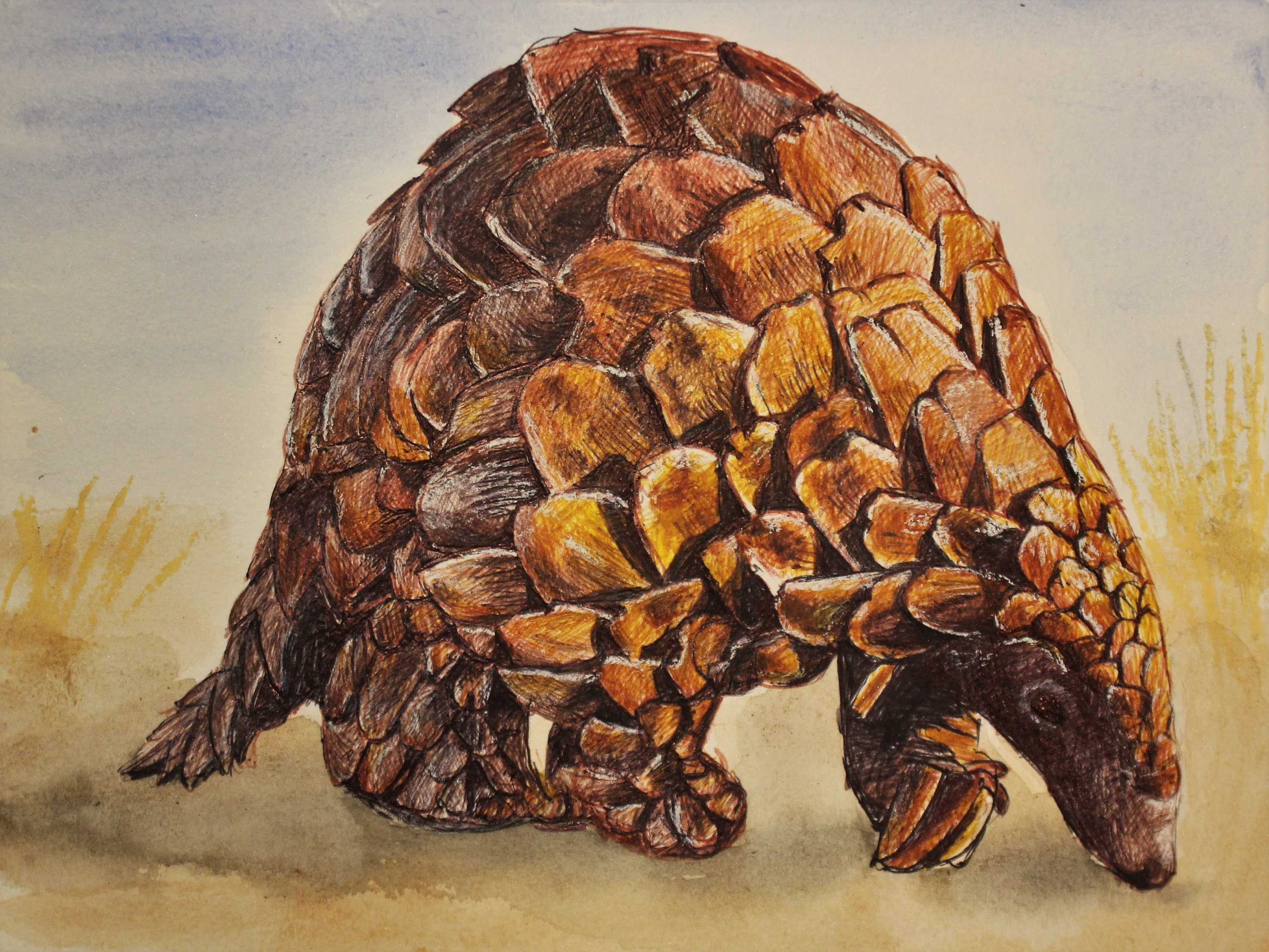 Tree Pangolin Drawing