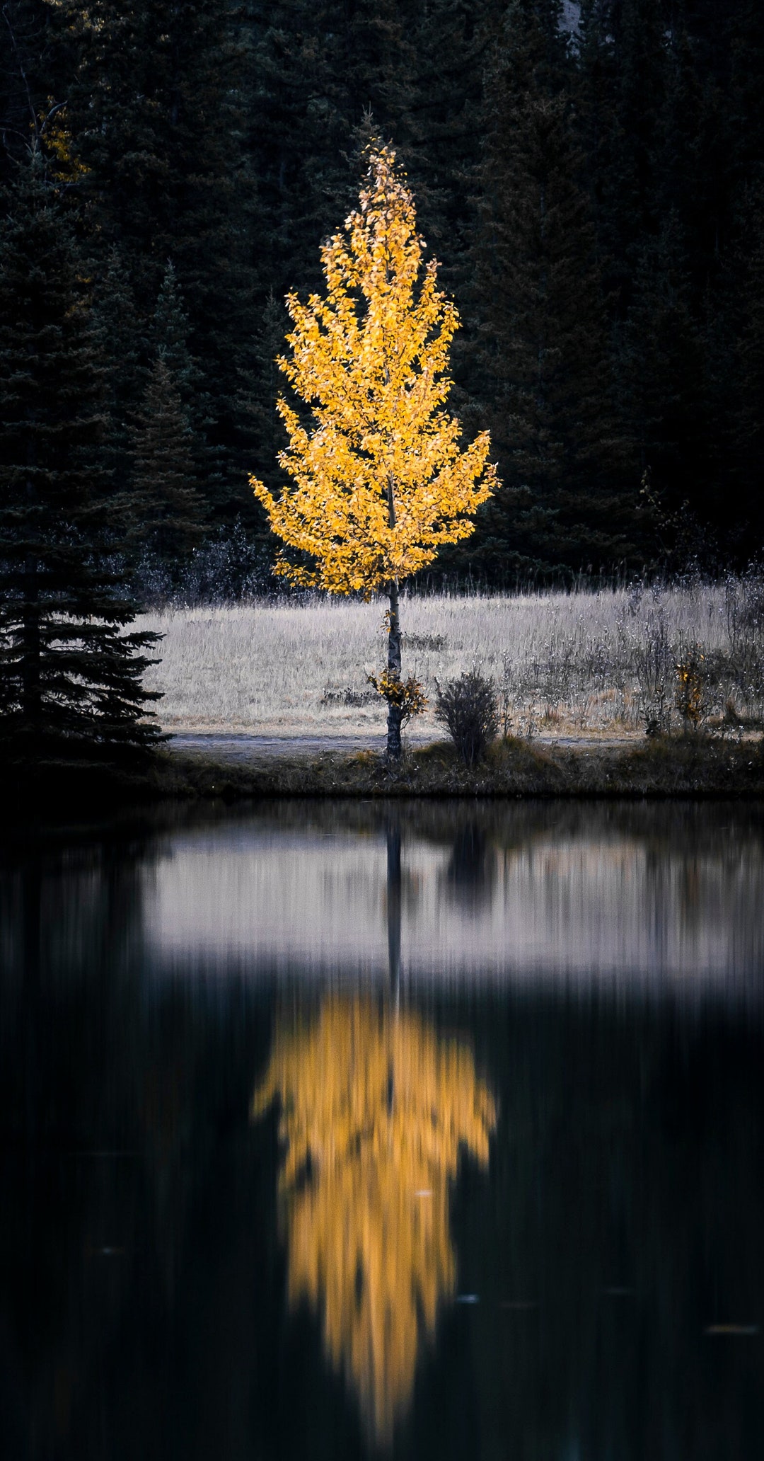 High Resolution Image of a Golden Tree Reflection at BANFF Canada - Etsy