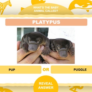 Baby Animal Game || Virtual Baby Shower Games for Zoom || Virtual Baby ...