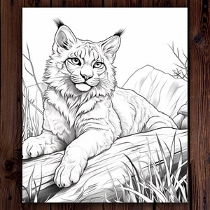 50 Cute Lynx Coloring Pages, Animal Coloring Book for Cat Lovers ...