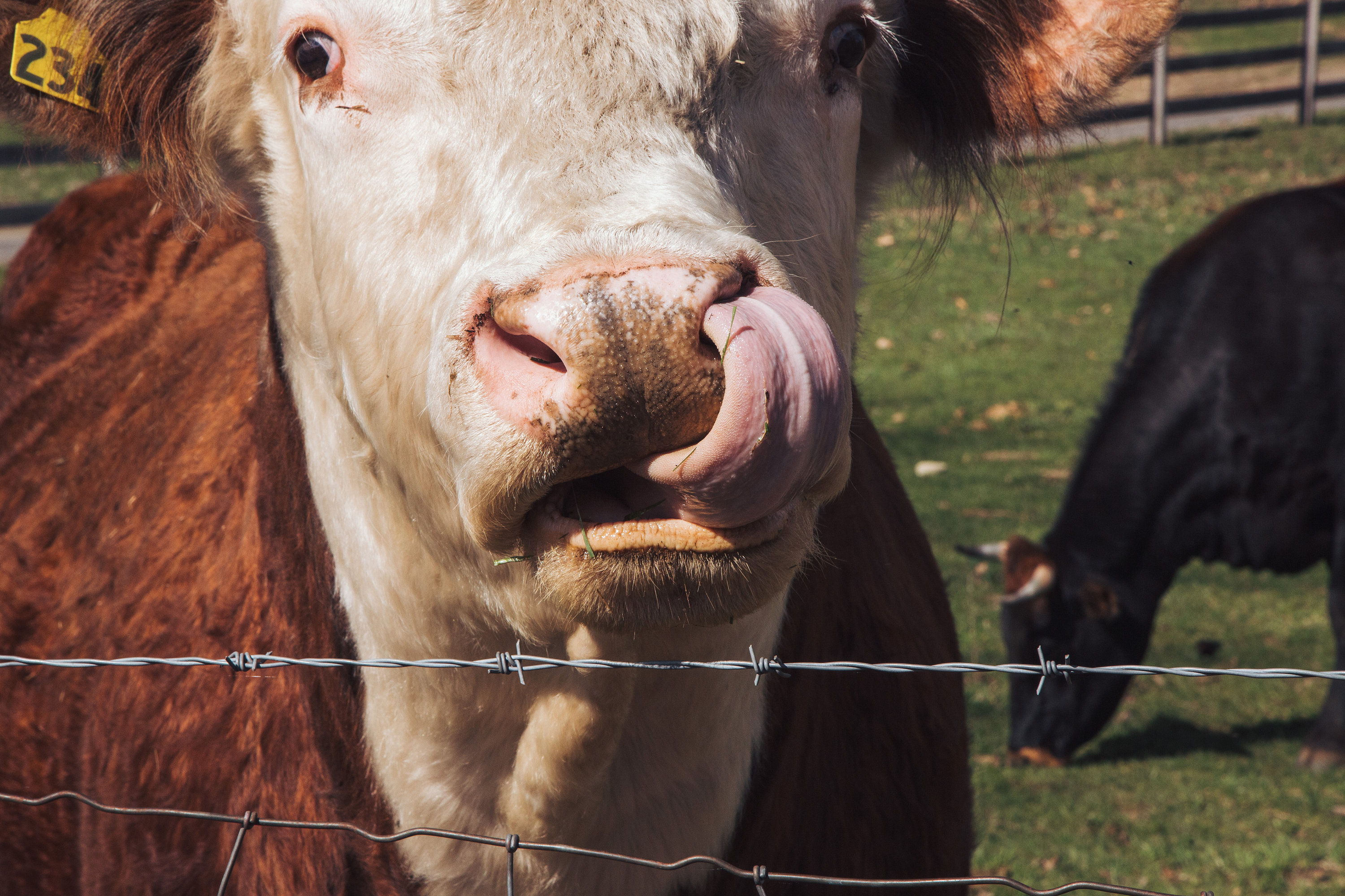 Cow Licking Lips - Etsy