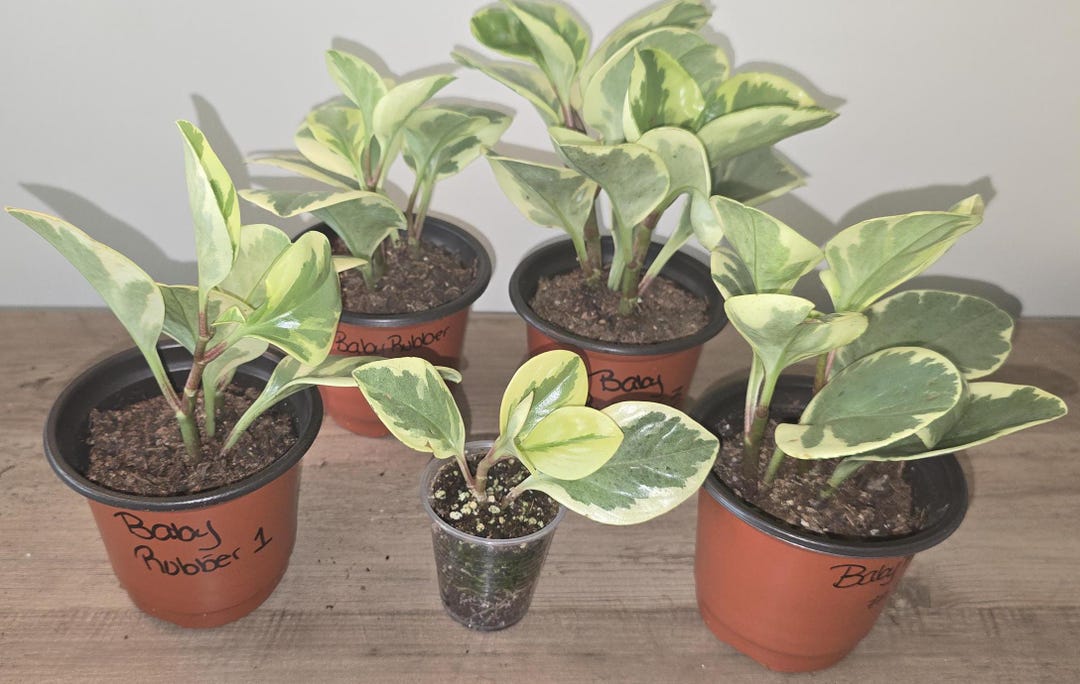 Variegated Baby Rubber Plant – Peperomia Obtusifolia "variegata" | Easy ...