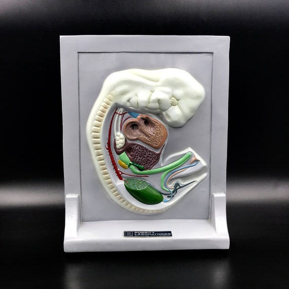 VTG Anatomical Model of Human Embryo by Bobbitt Laboratories | Etsy