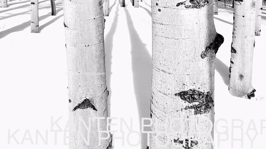 Aspen Tree Photograph - Etsy