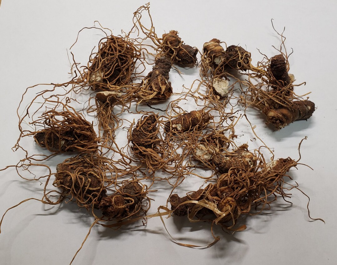 Trillium Root, Beth Root, Low John Root - 8 Oz. - Etsy